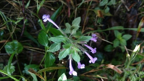 Hedeoma costata - PictureThis
