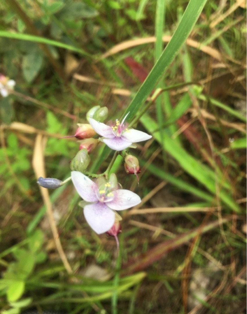 Murdannia simplex - PictureThis