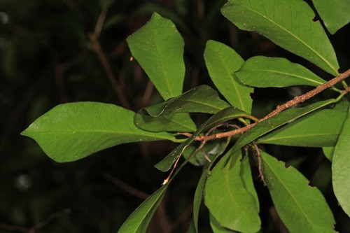 Gymnanthes lucida - PictureThis