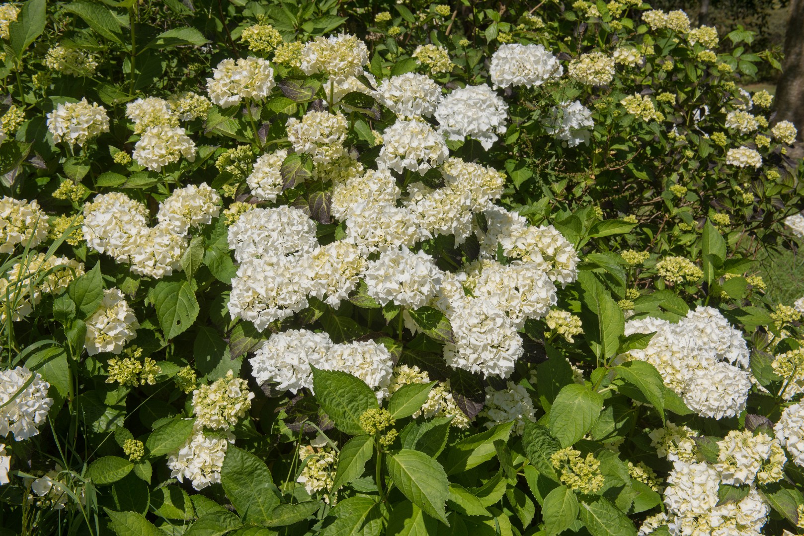 Hydrangea macrophylla 'Madame Emile Mouillere' (Hydrangea macrophylla ...