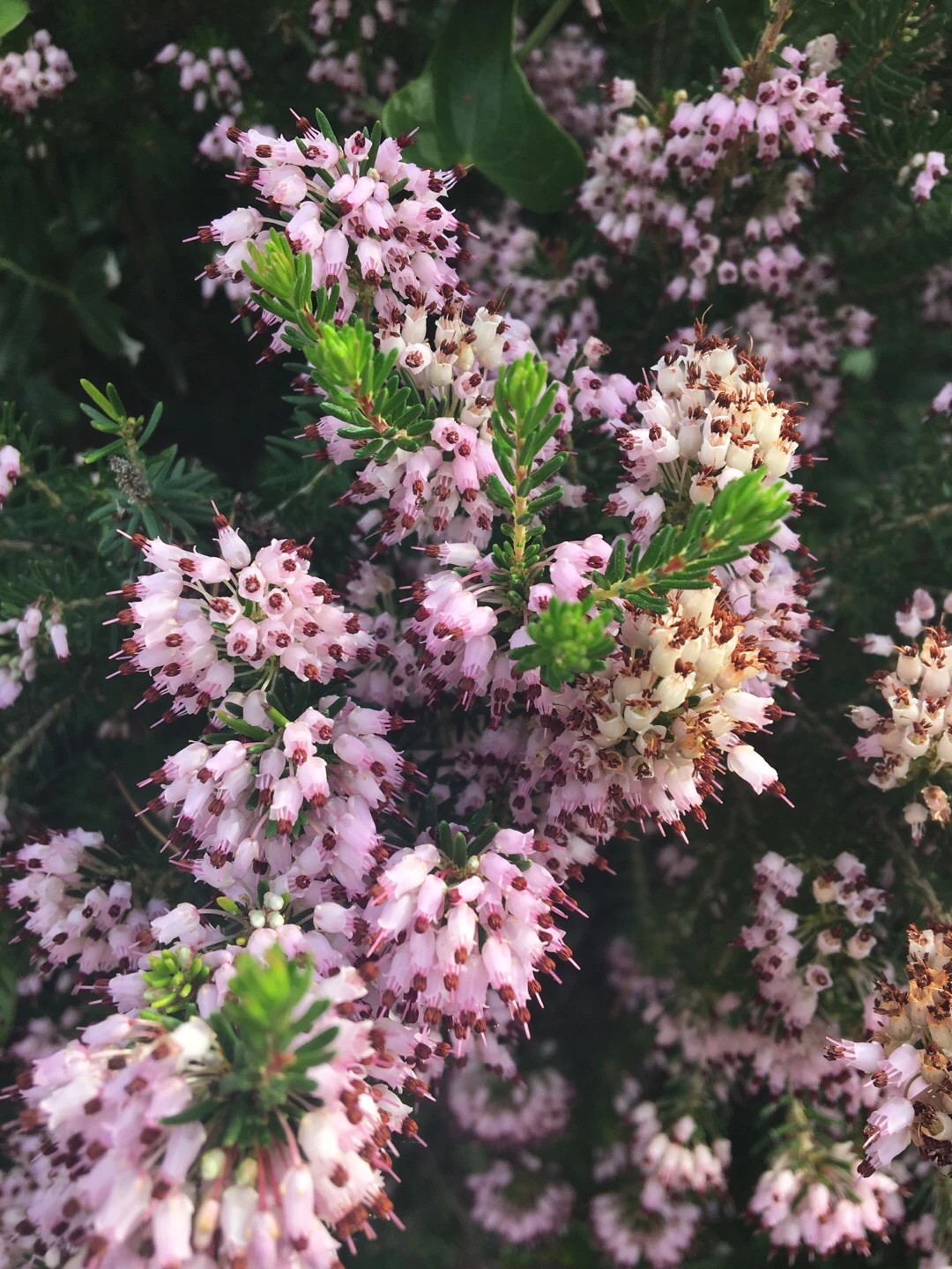 Quand bruyère à nombreuses fleurs fleurit-il? - PictureThis