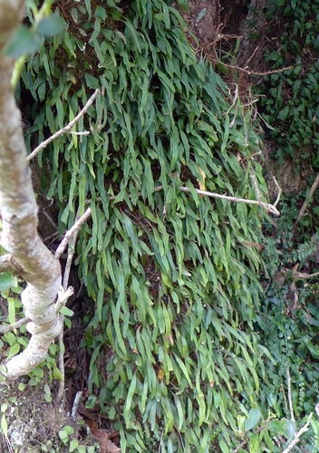 Pyrrosia rupestris - PictureThis