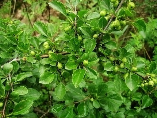 Rhamnus parvifolia - PictureThis