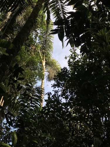 Top 20 Most Common Plants in Honduras - PictureThis