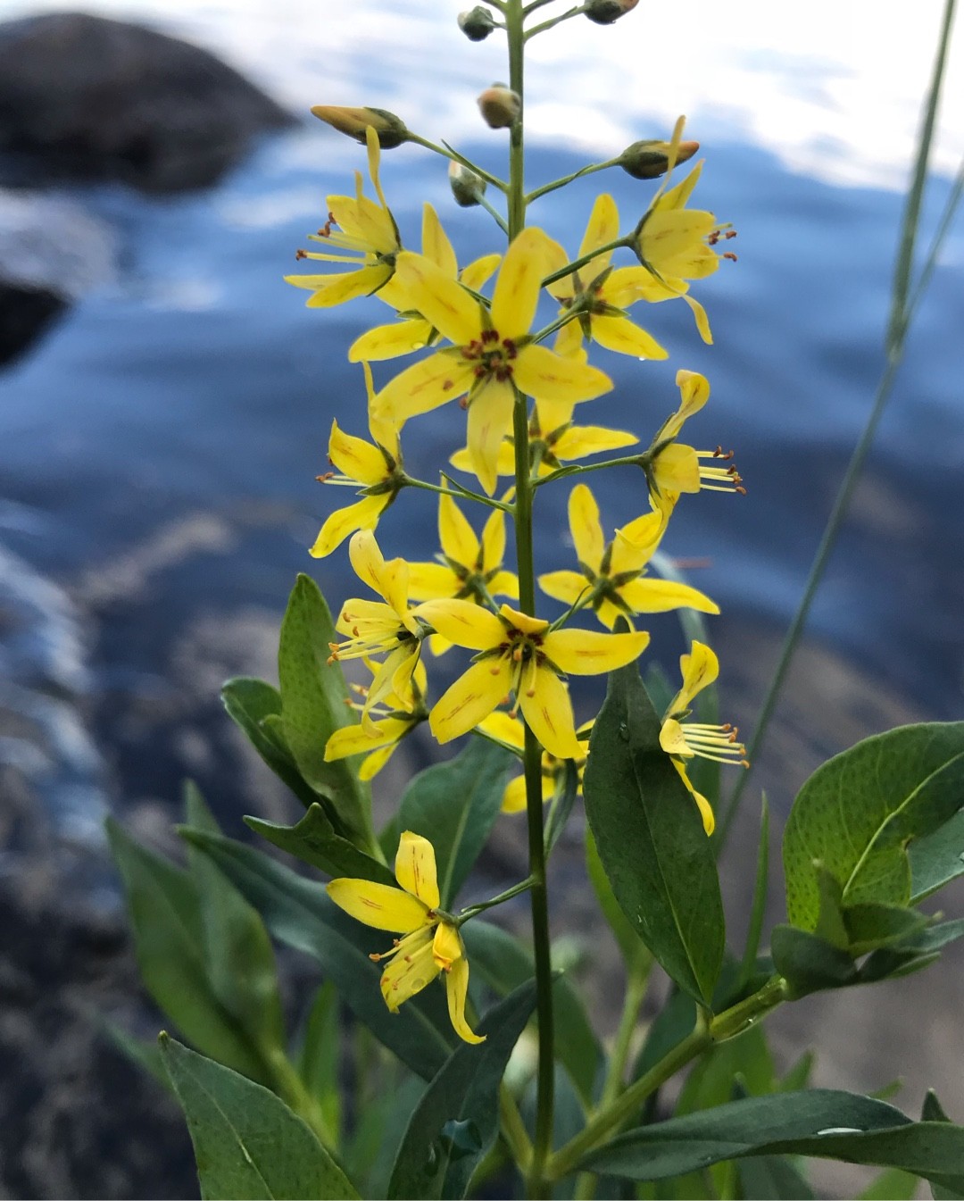 Lysimachia terrestris - PictureThis