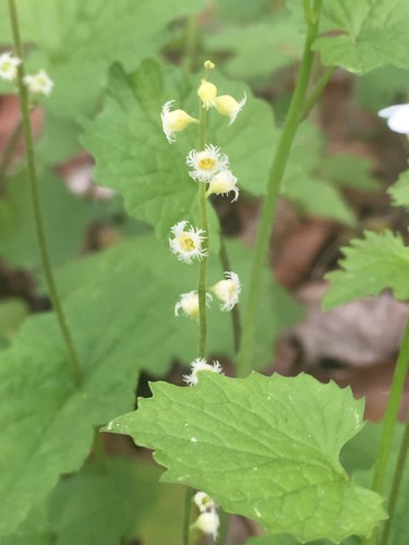 Mitella diphylla - PictureThis