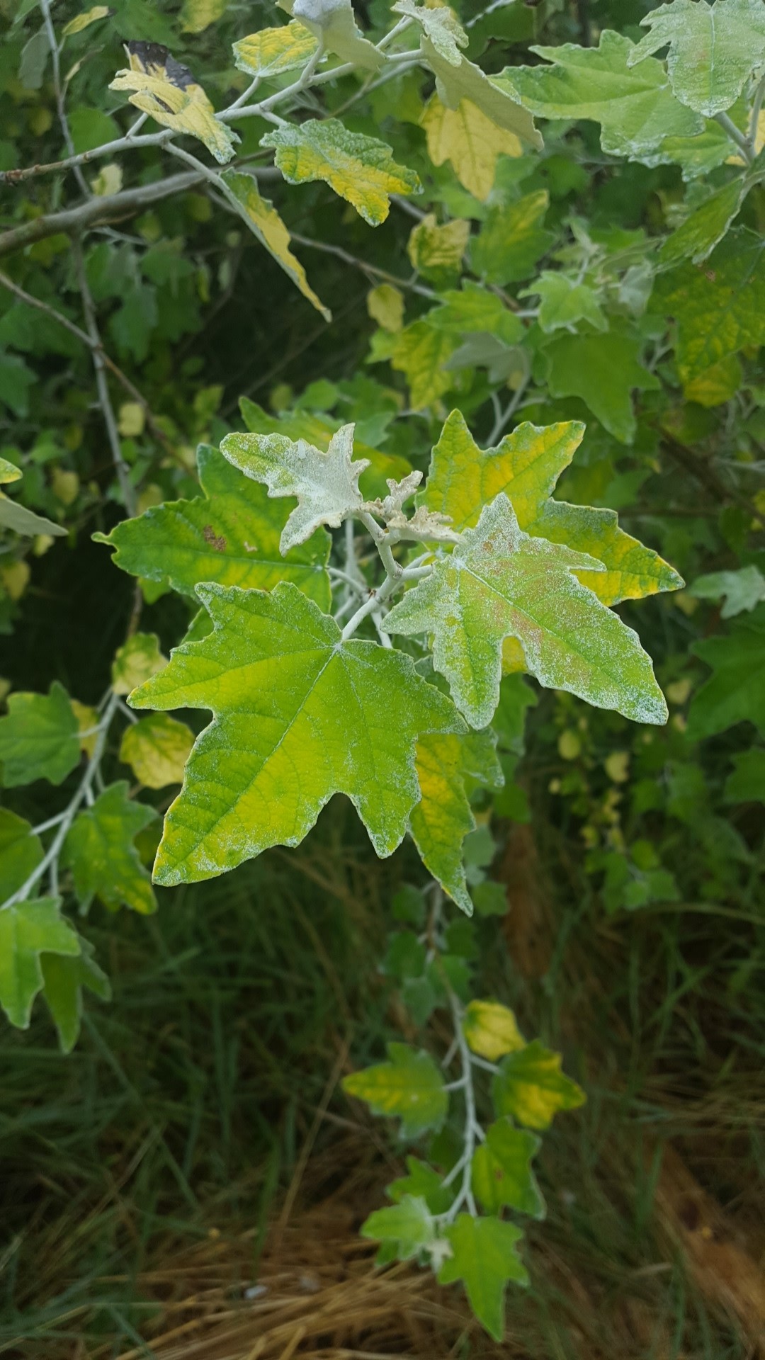 Choupos (Populus) - PictureThis