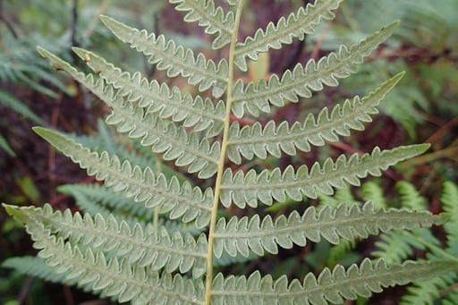 Pteridium revolutum Flower, Leaf, Care, Uses - PictureThis