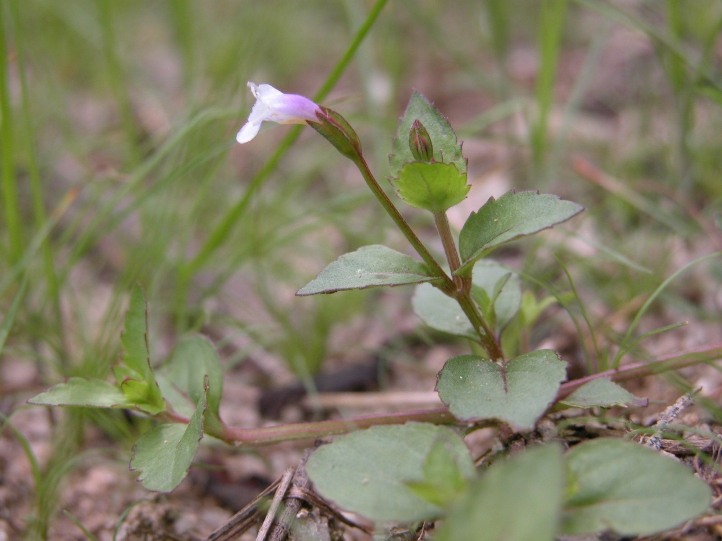 Torenia crustacea (Torenia crustacea) - PictureThis