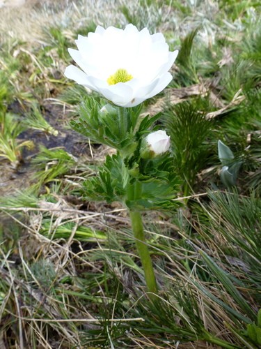 Ranunculus anemoneus - PictureThis