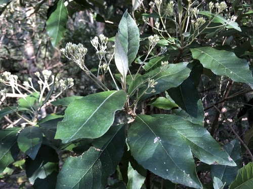 Olearia argophylla - PictureThis