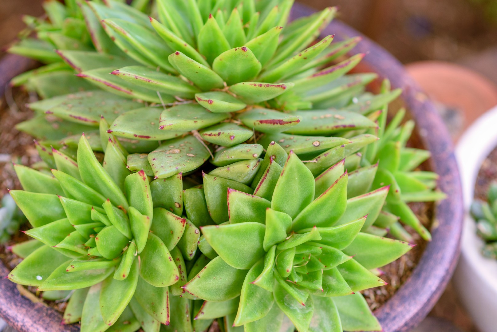 Echeveria agavoides 'Red Edge' - PictureThis