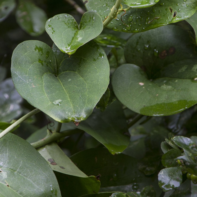 Roundleaf greenbrier (Smilax rotundifolia) Flower, Leaf, Uses - PictureThis