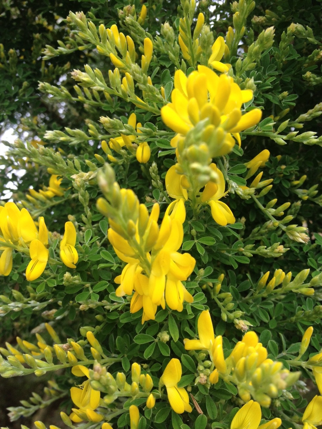 Cytisus 'Porlock' - PictureThis
