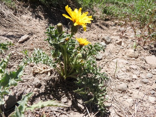 Crepis modocensis - PictureThis