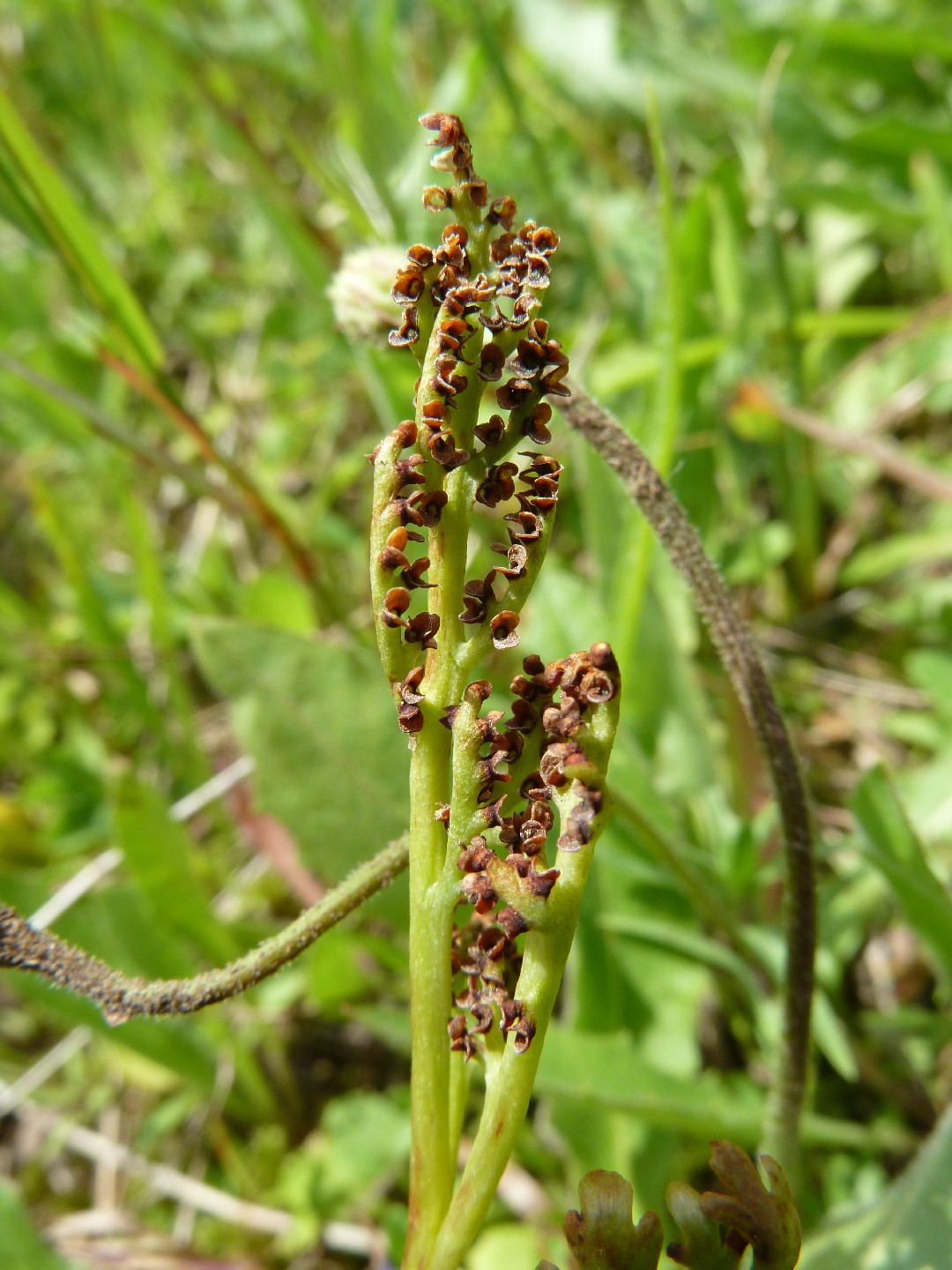 Botrichio ramoso (Botrychium matricariifolium) - PictureThis