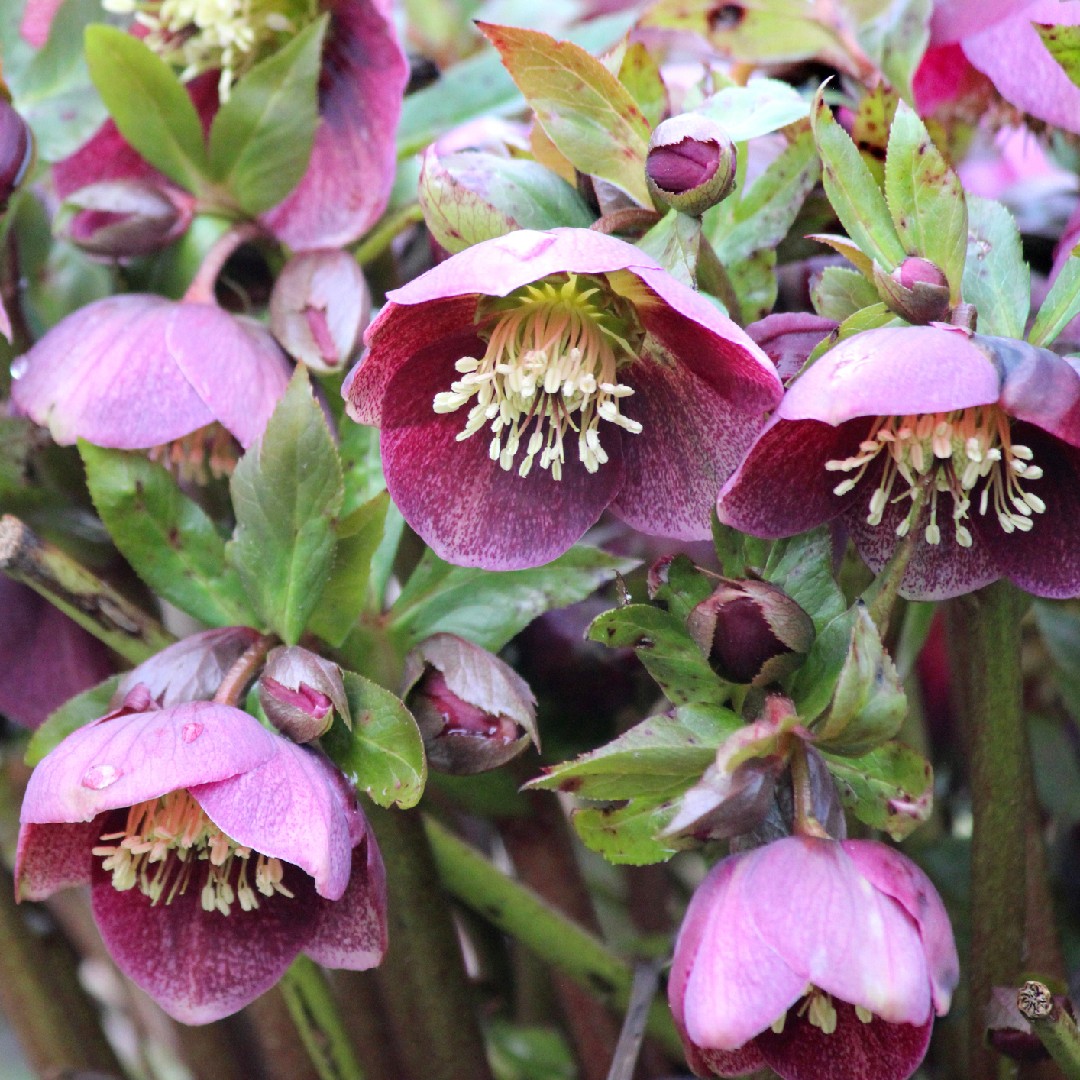 Lenteroos (Helleborus orientalis) - PictureThis