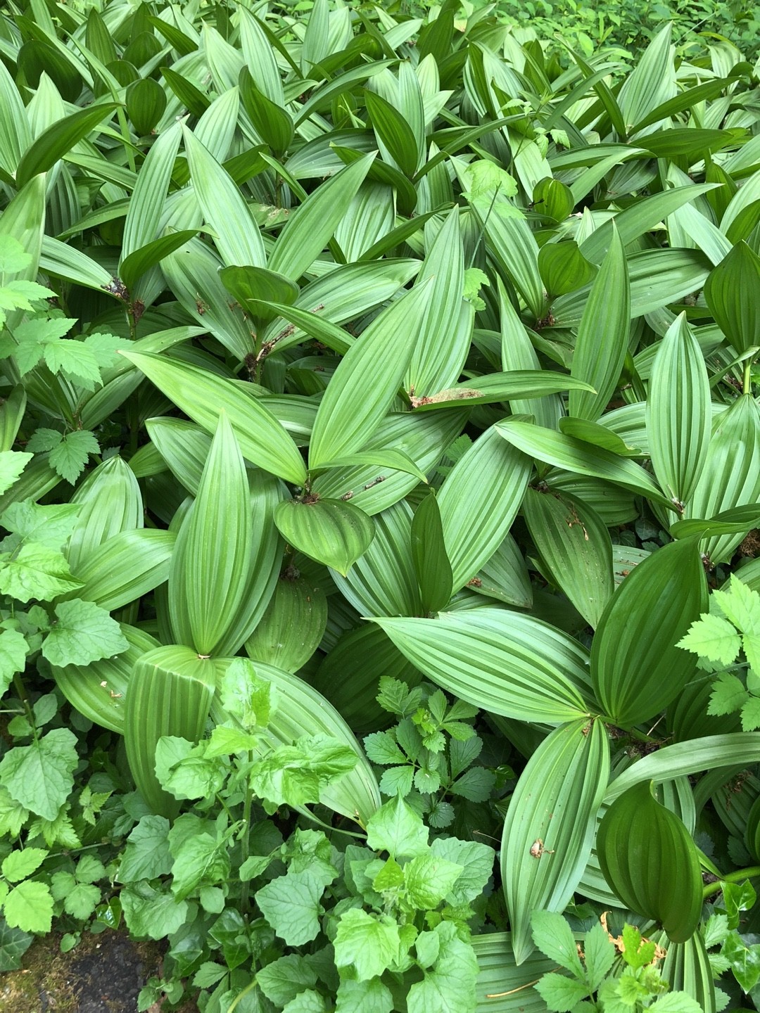 Veratrum fimbriatum - PictureThis
