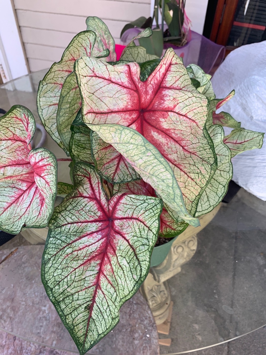 Caladium (Caladium) - PictureThis