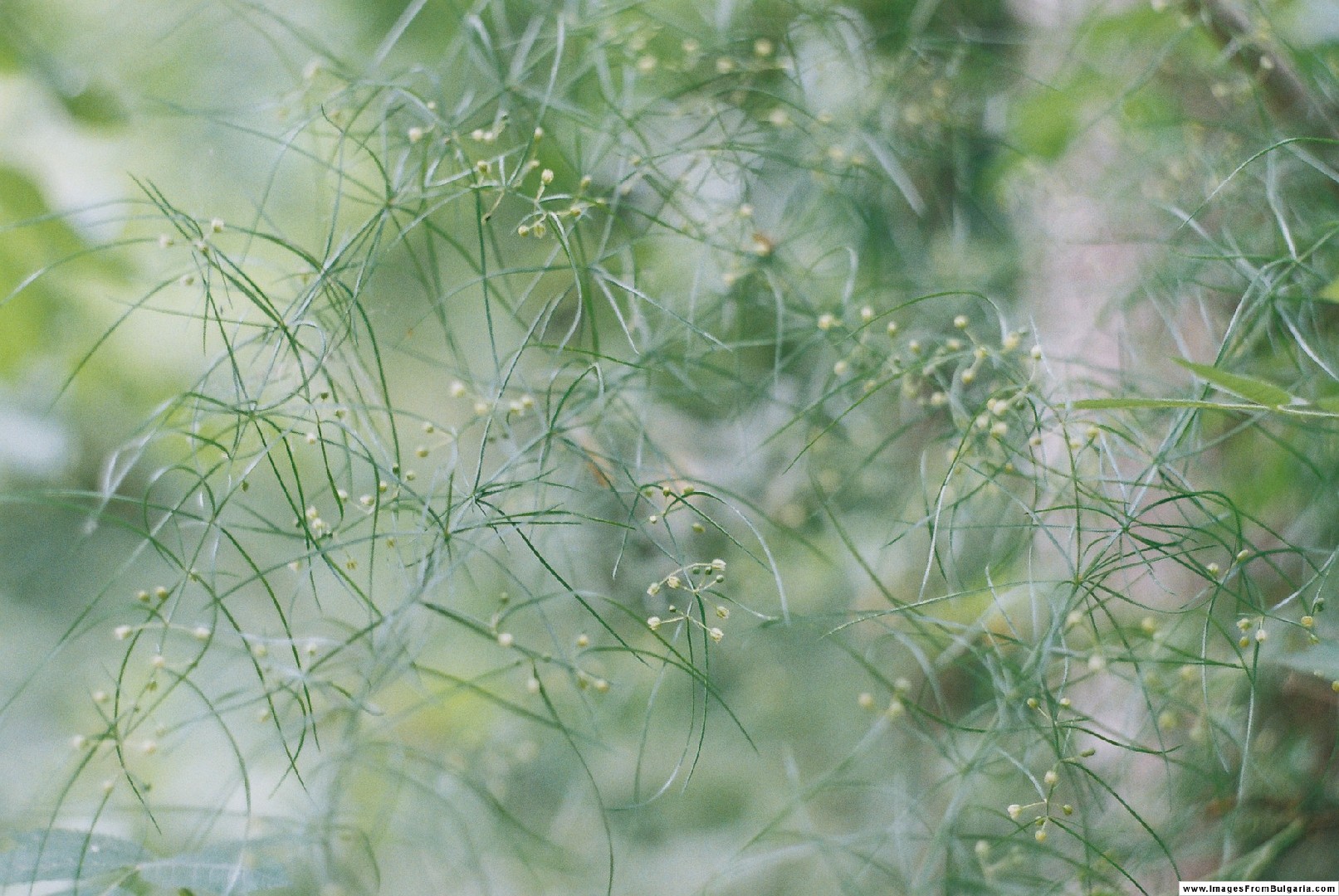 Asparagus (Asparagus) - PictureThis