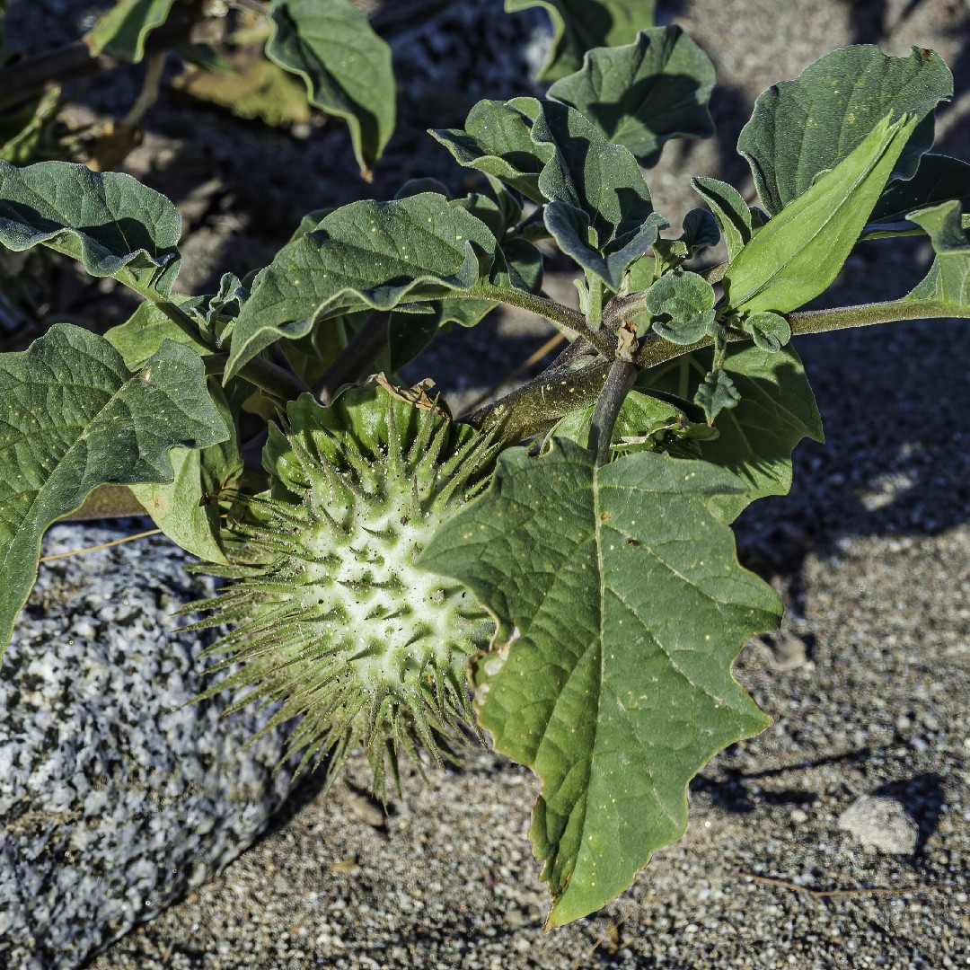 Datura Discolor