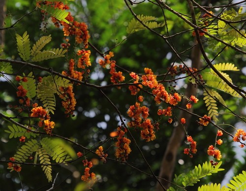 Cassia moschata - PictureThis