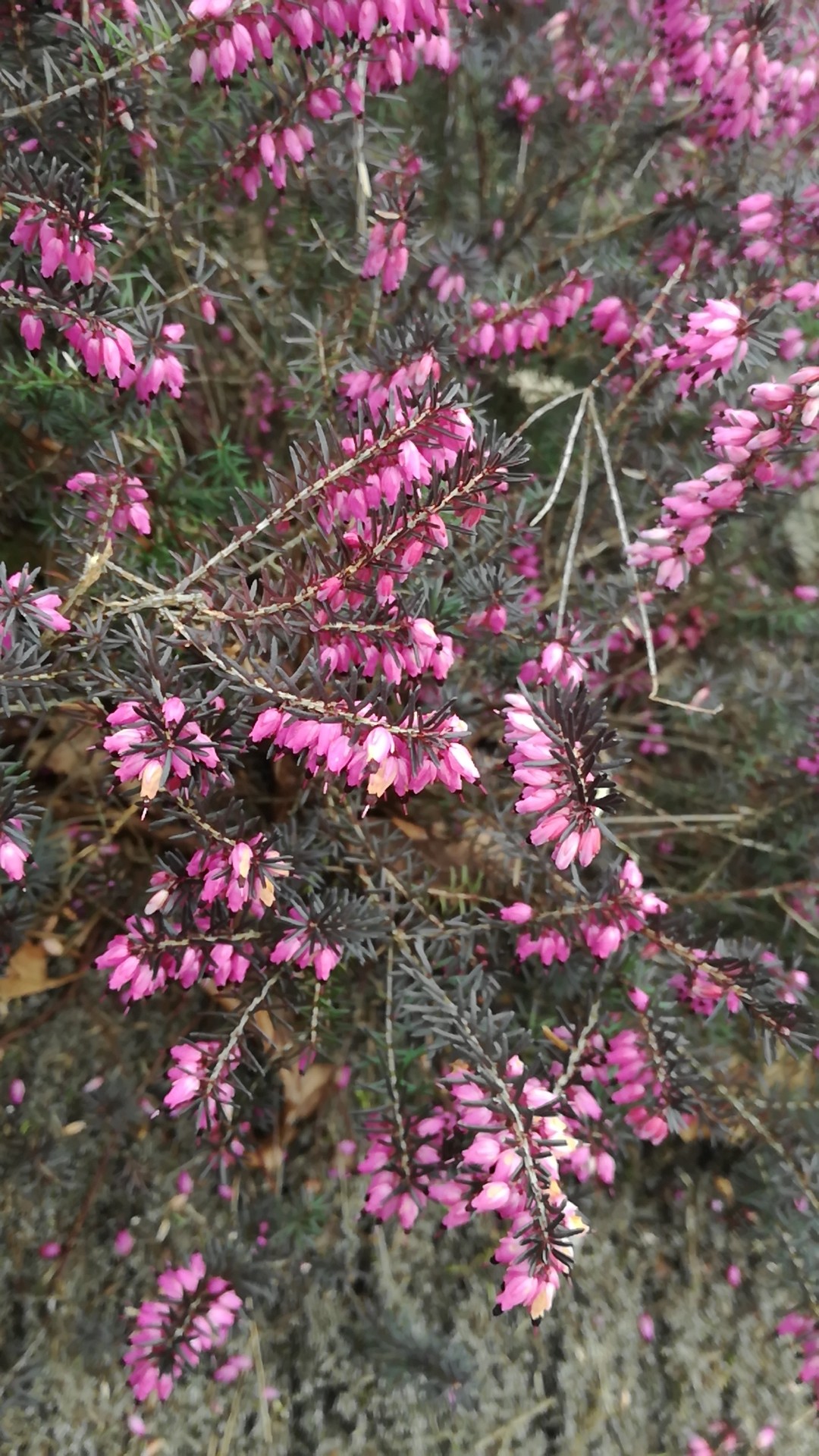 Erica carnea 'Challenger' - PictureThis