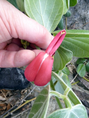 Canavalia sericea - PictureThis