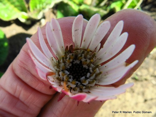 Gerbera - PictureThis