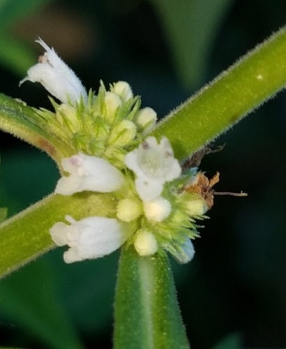 Lycopus - PictureThis