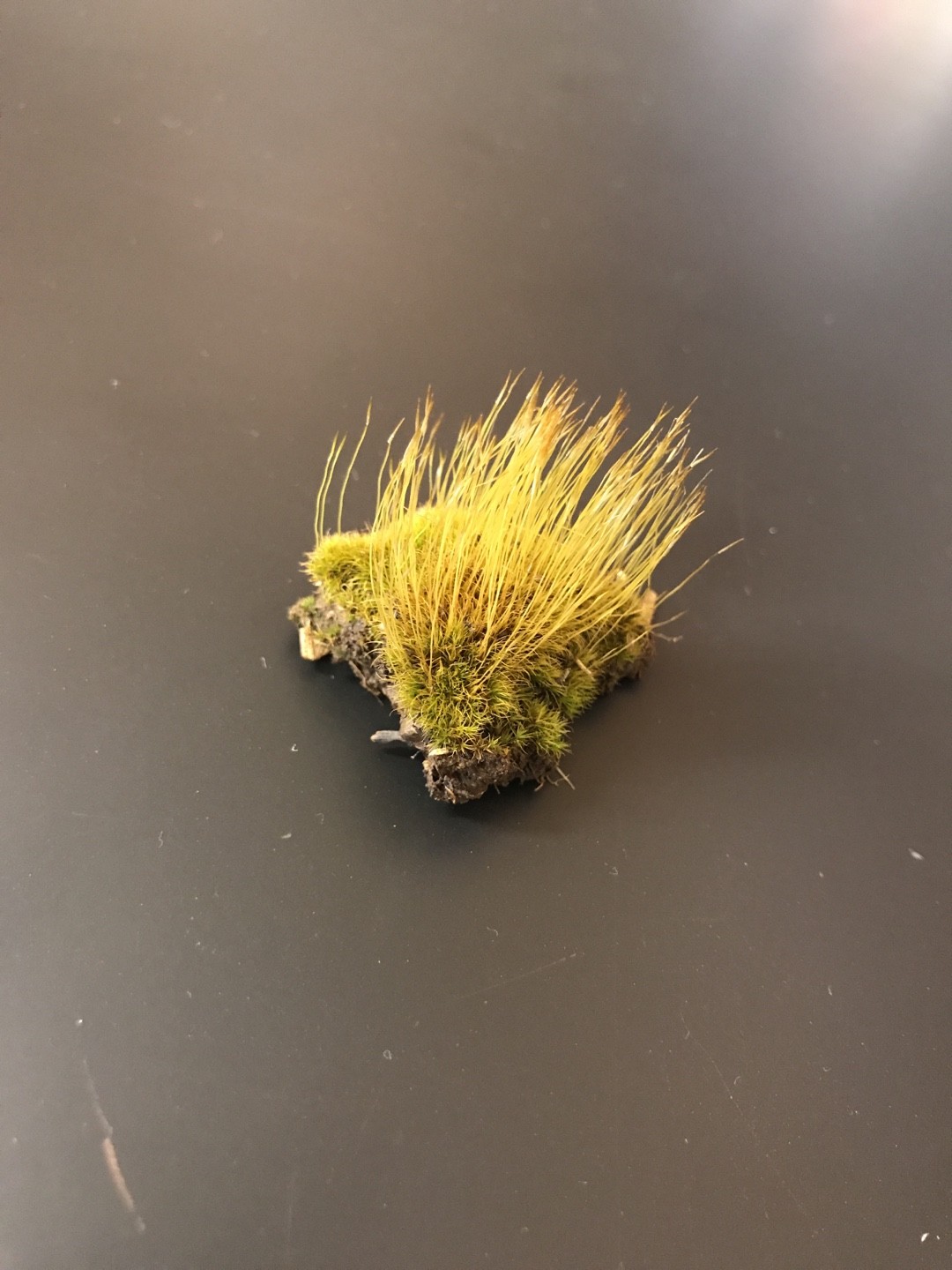 Ditrichum heteromallum - PictureThis