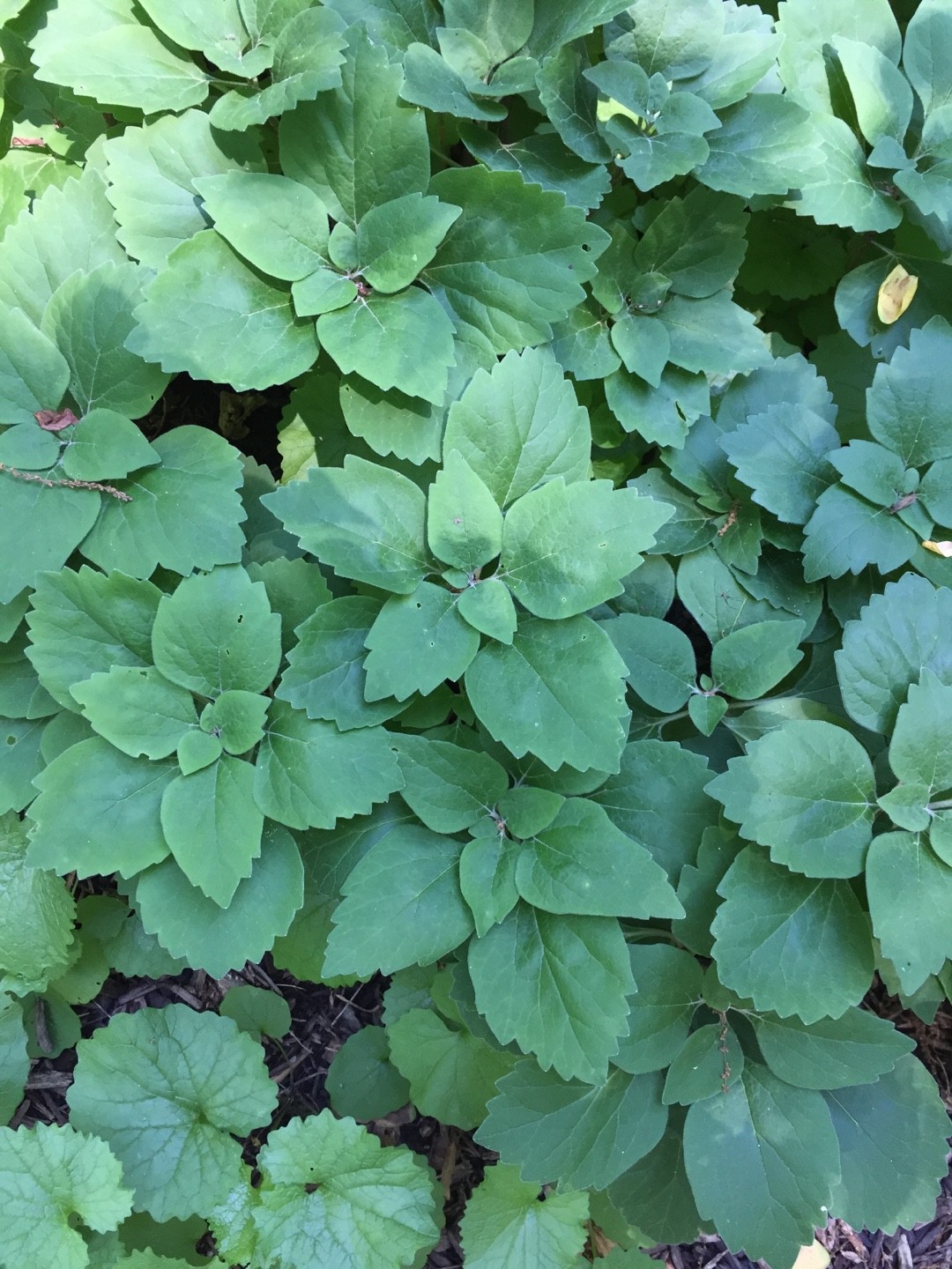 Allegheny-spurge (Pachysandra procumbens) Flower, Leaf, Uses - PictureThis