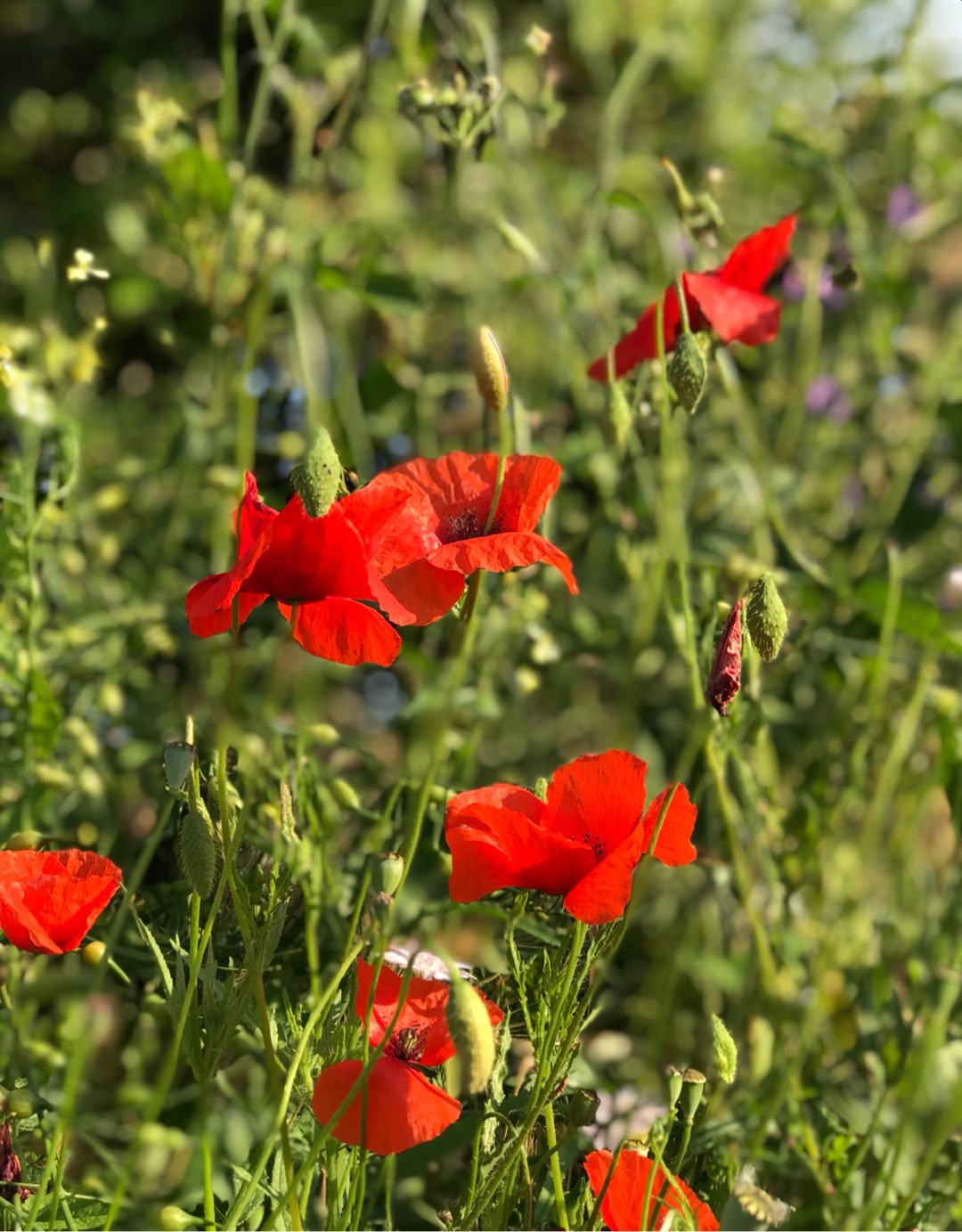 Papaver argemone - PictureThis