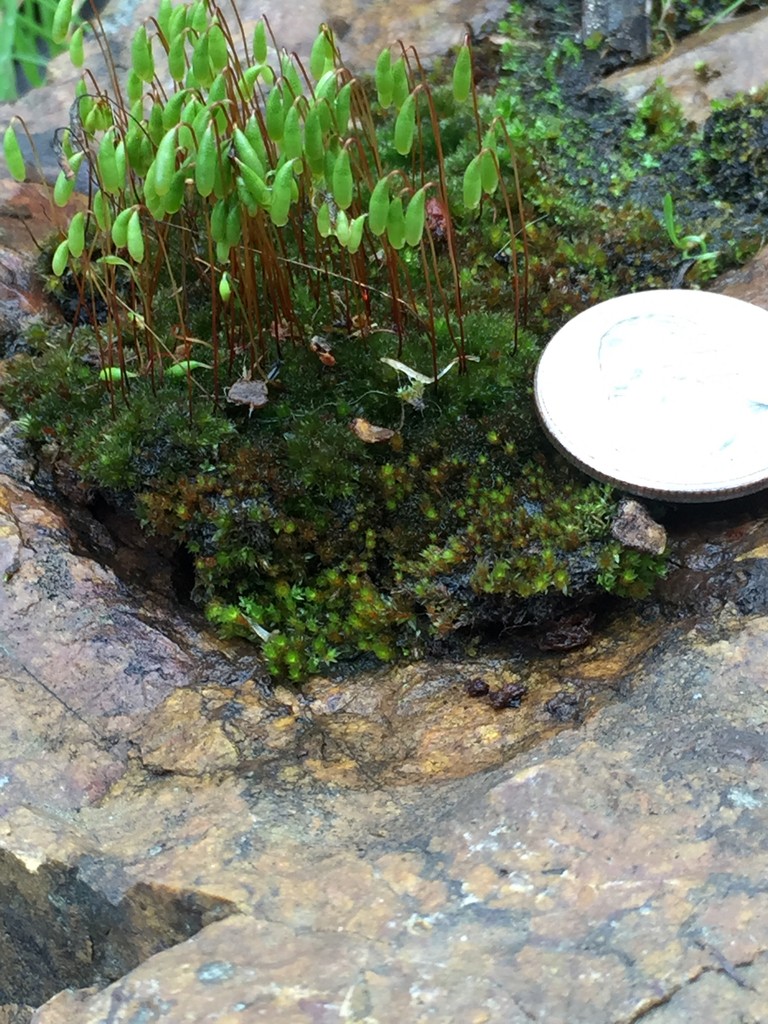 Bryaceae - PictureThis