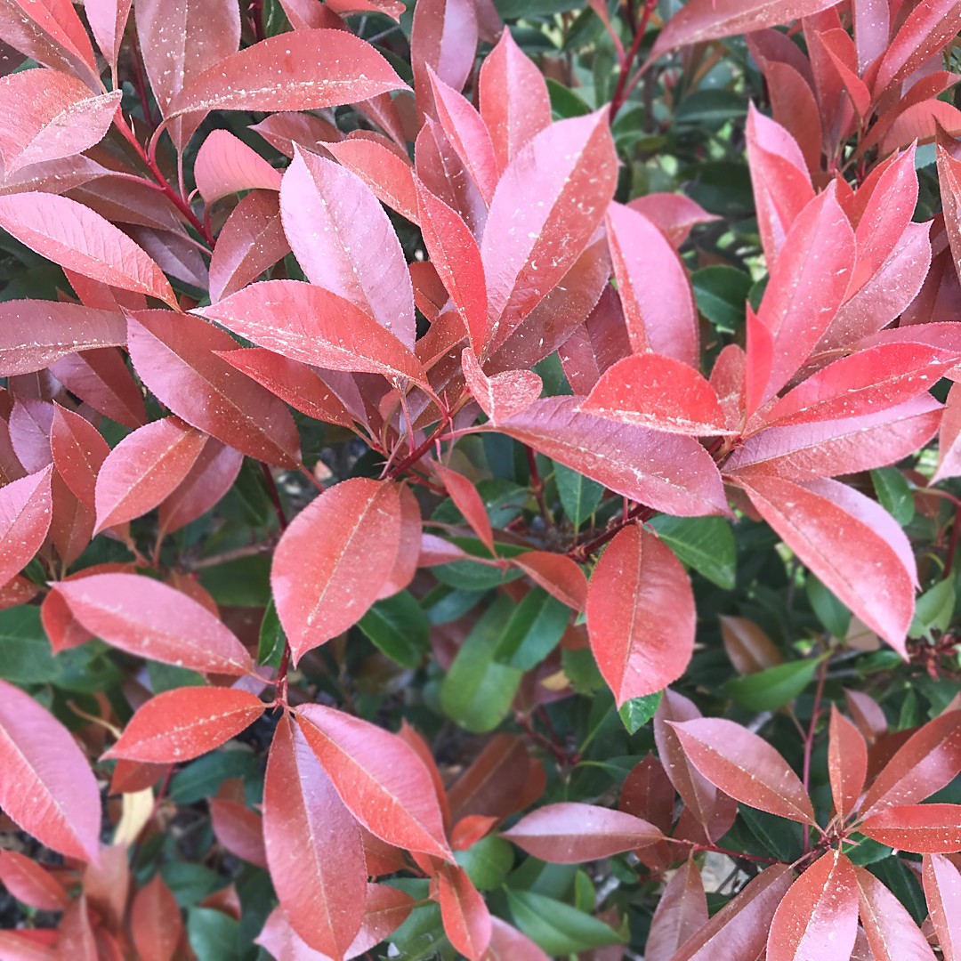 Photinia floribunda - PictureThis