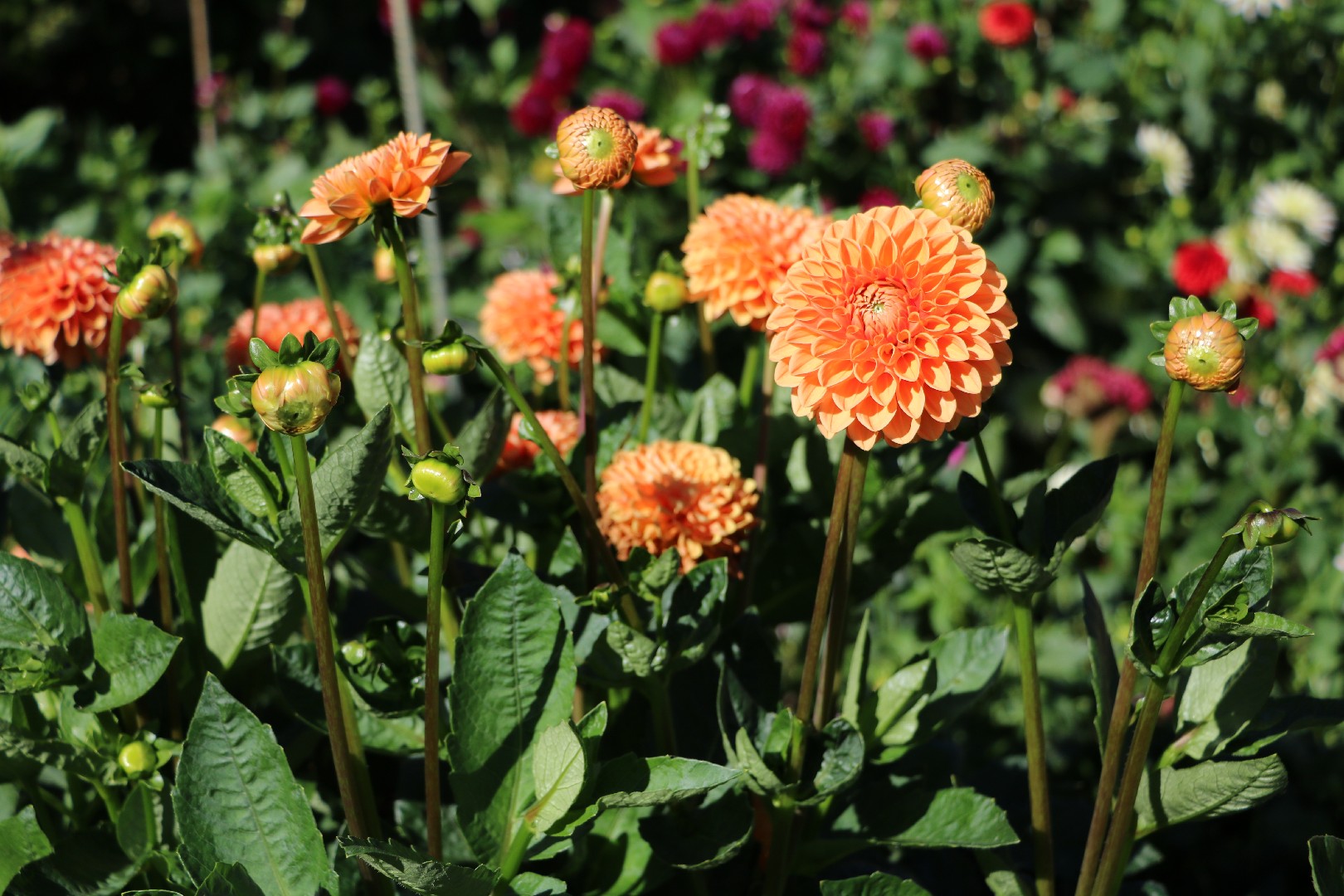 Dahlia 'Bantling' - PictureThis