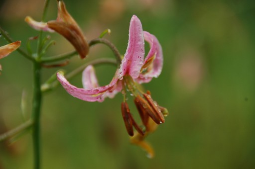 Lilium cernuum - PictureThis