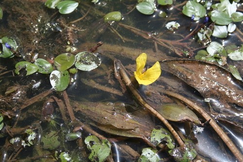 Ottelia ulvifolia - PictureThis