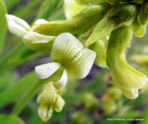 Eriosema kraussianum Flower, Leaf, Uses - PictureThis