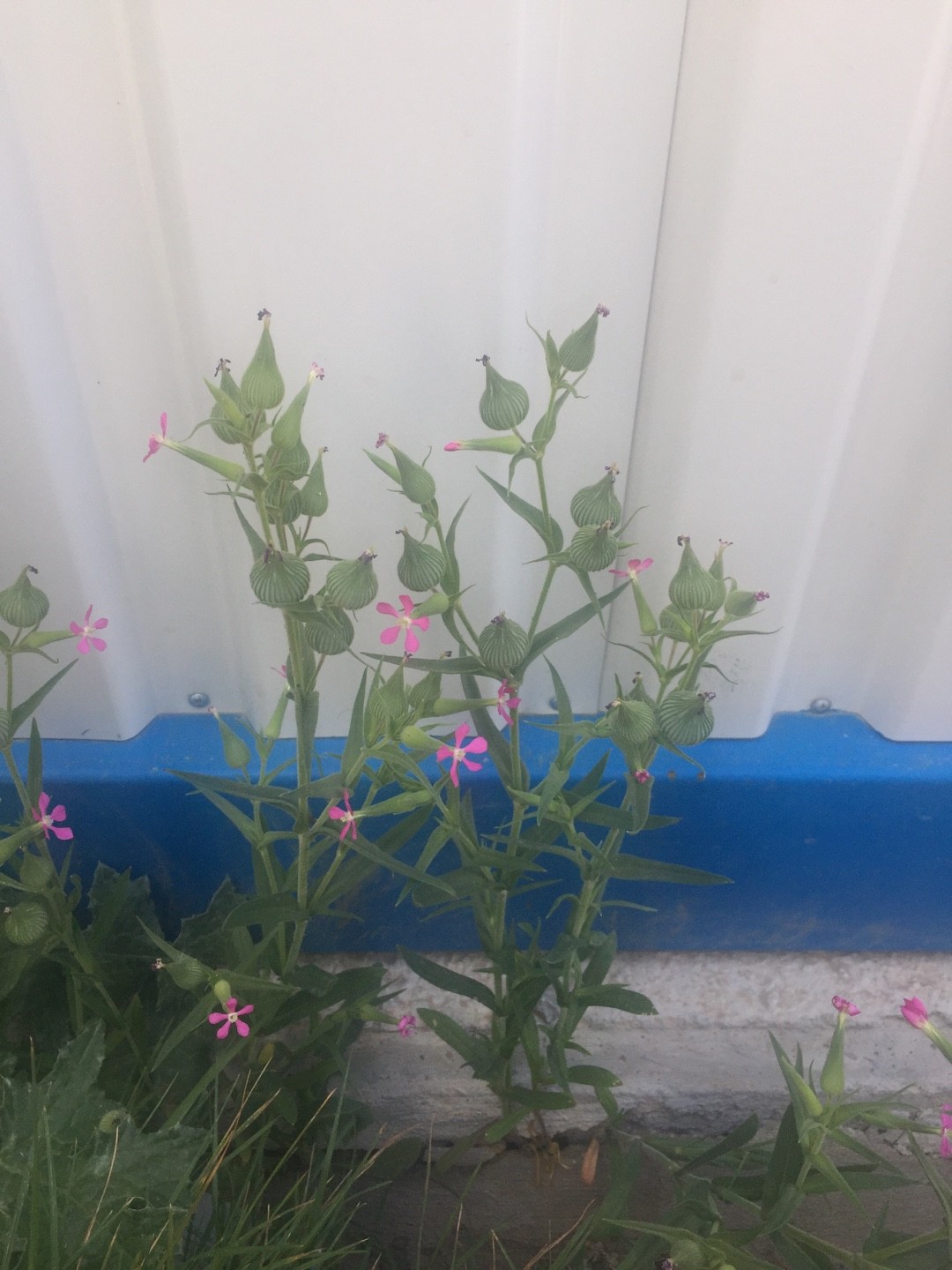 Silene conoidea - PictureThis