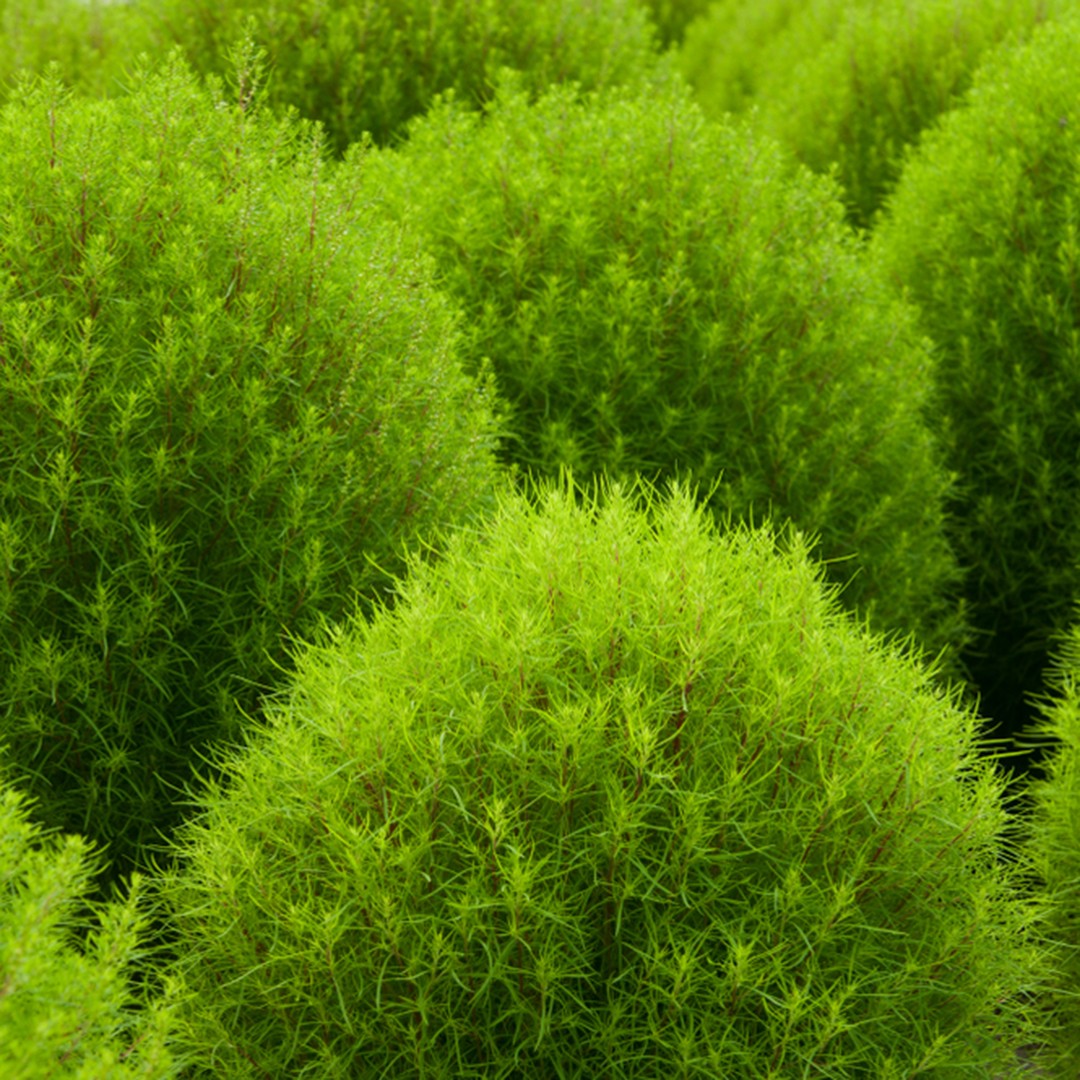 How big is summer cypress? - PictureThis