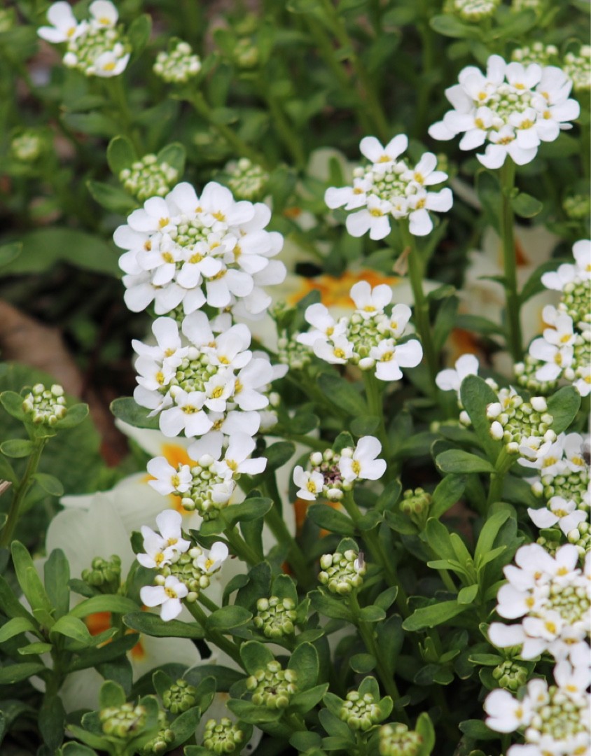 Iberis sempervirens 'Snowflake' (Iberis sempervirens 'Snowflake ...
