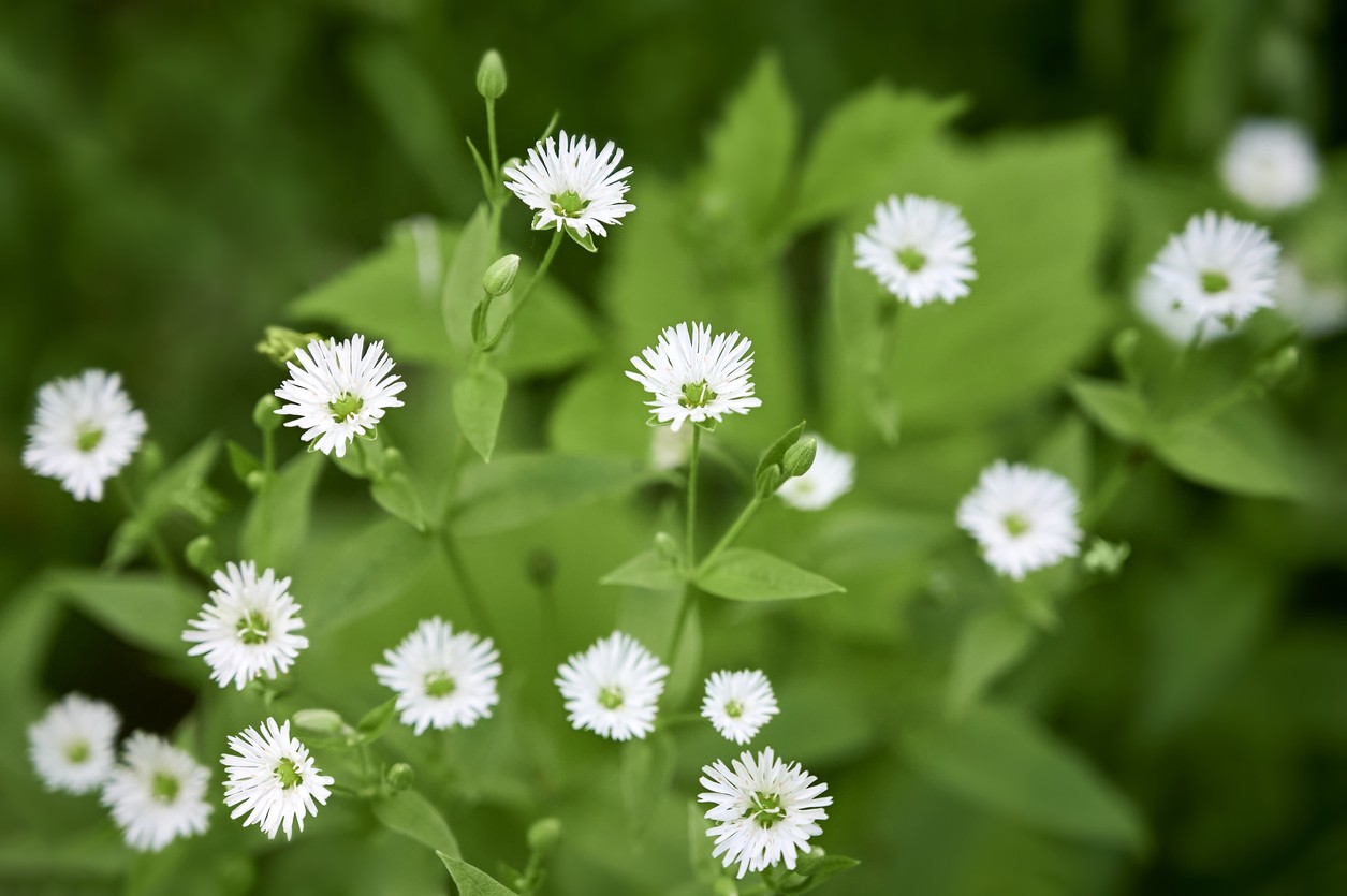 Stellaria radians - PictureThis