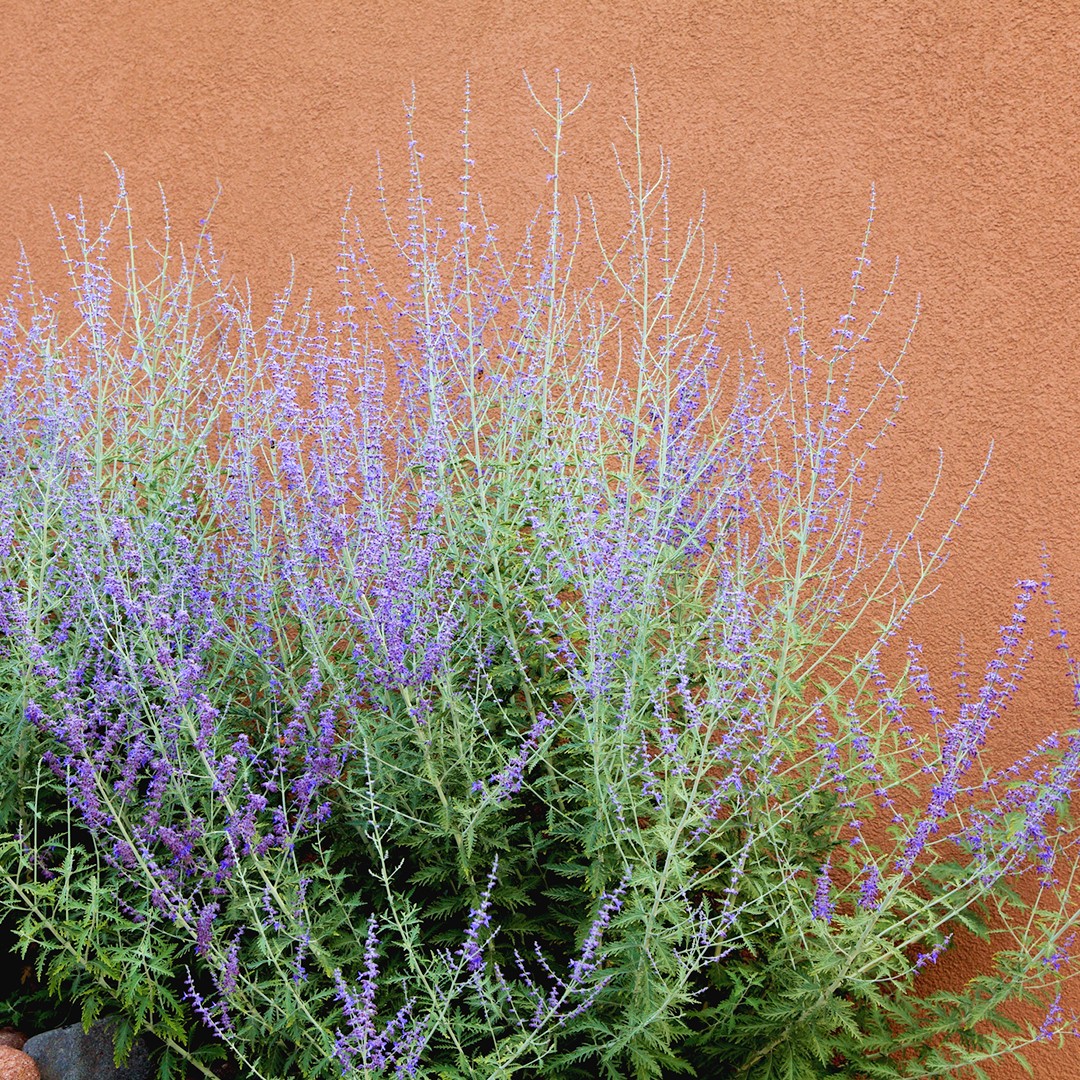 Russian sage (Perovskia atriplicifolia) - PictureThis