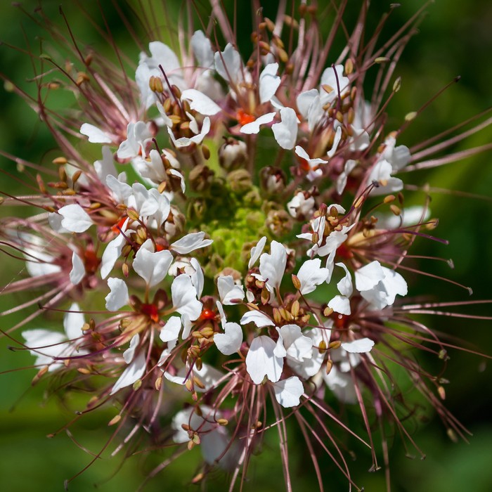 Redwhisker Clammyweed (Polanisia dodecandra) Flower, Leaf, Care, Uses - PictureThis