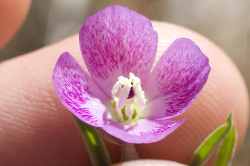 Clarkia affinis - PictureThis