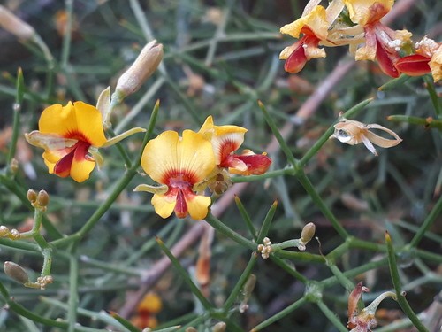 Jacksonia - PictureThis