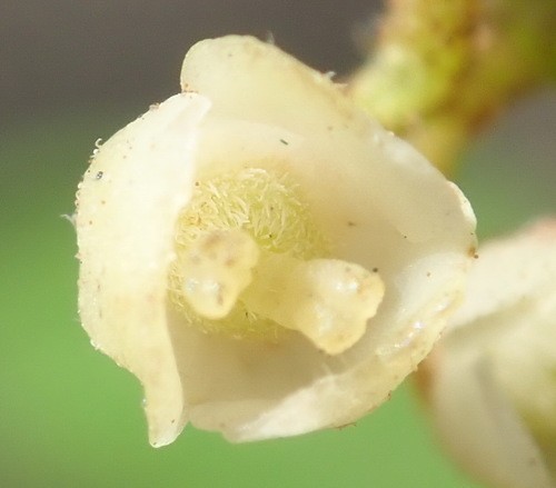 Euclea racemosa - PictureThis