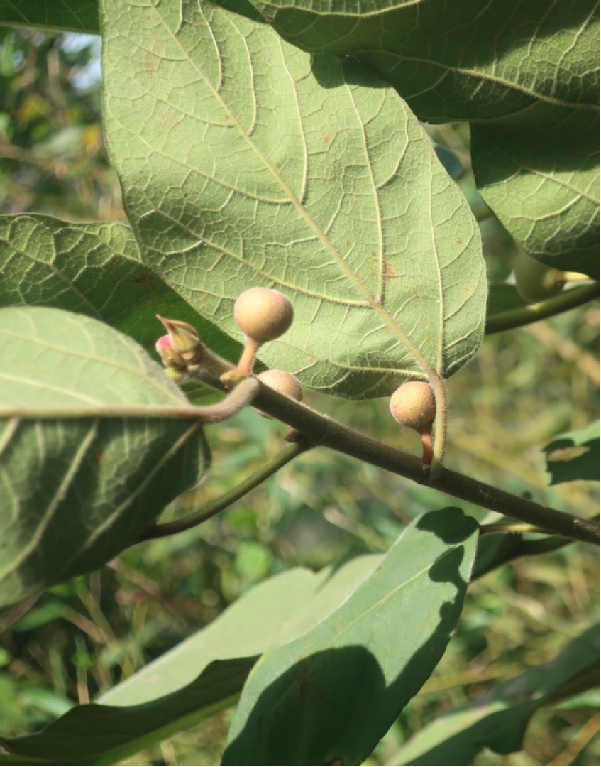 Fig trees (Ficus) Flower, Leaf, Uses - PictureThis