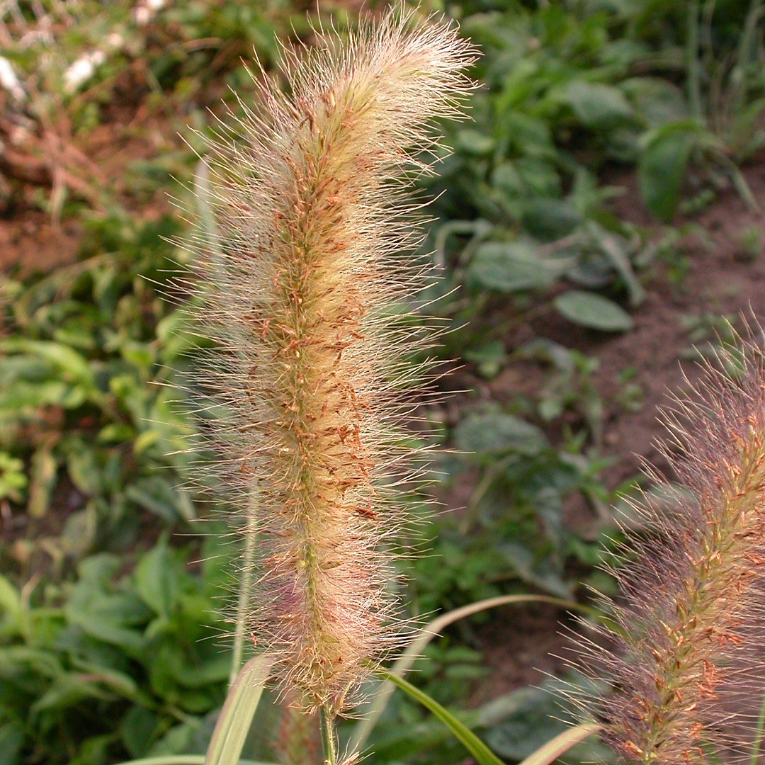 Cenchrus (Cenchrus) - PictureThis